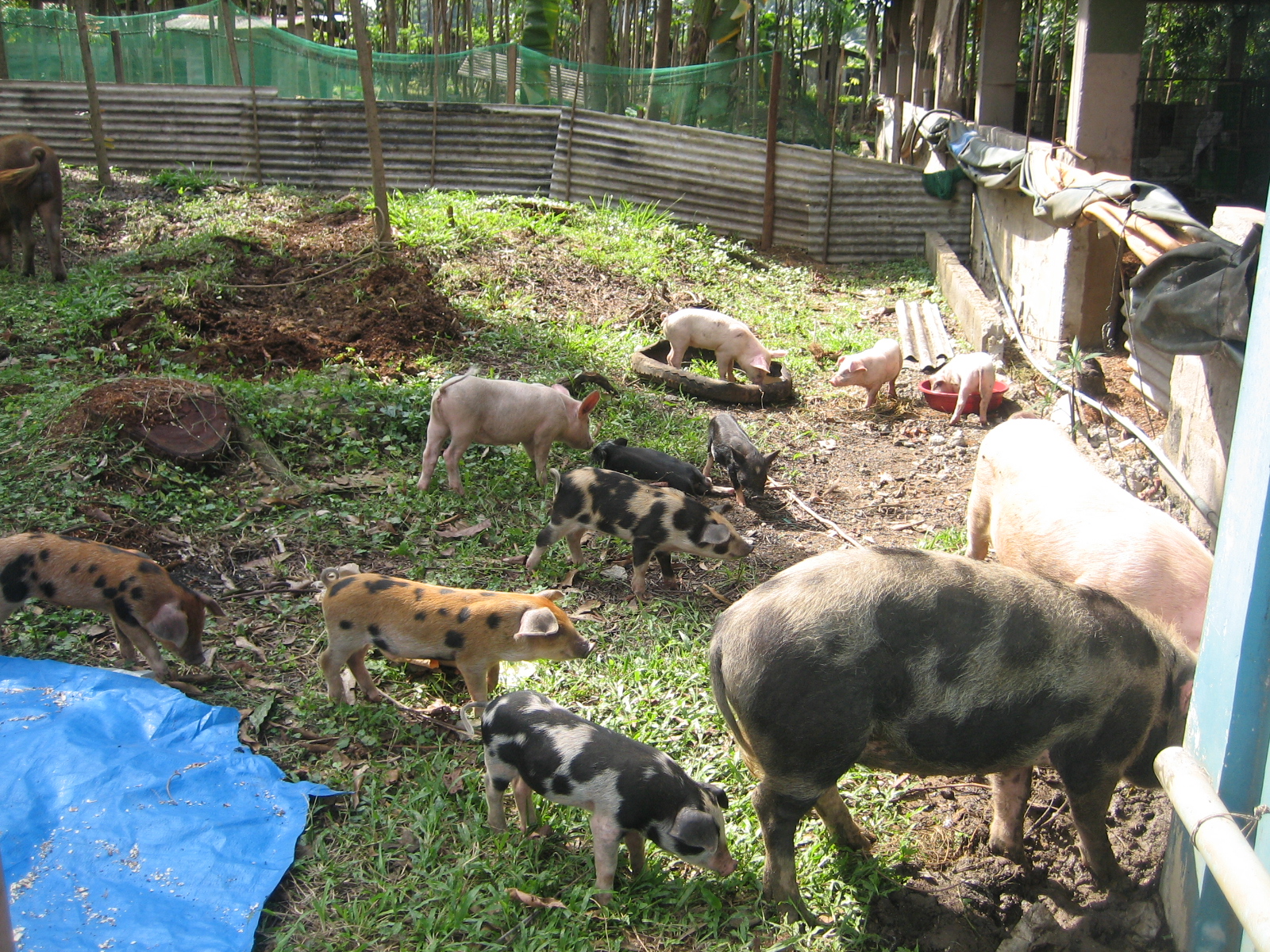 Crusor Natural Farming System: Our initial livestock