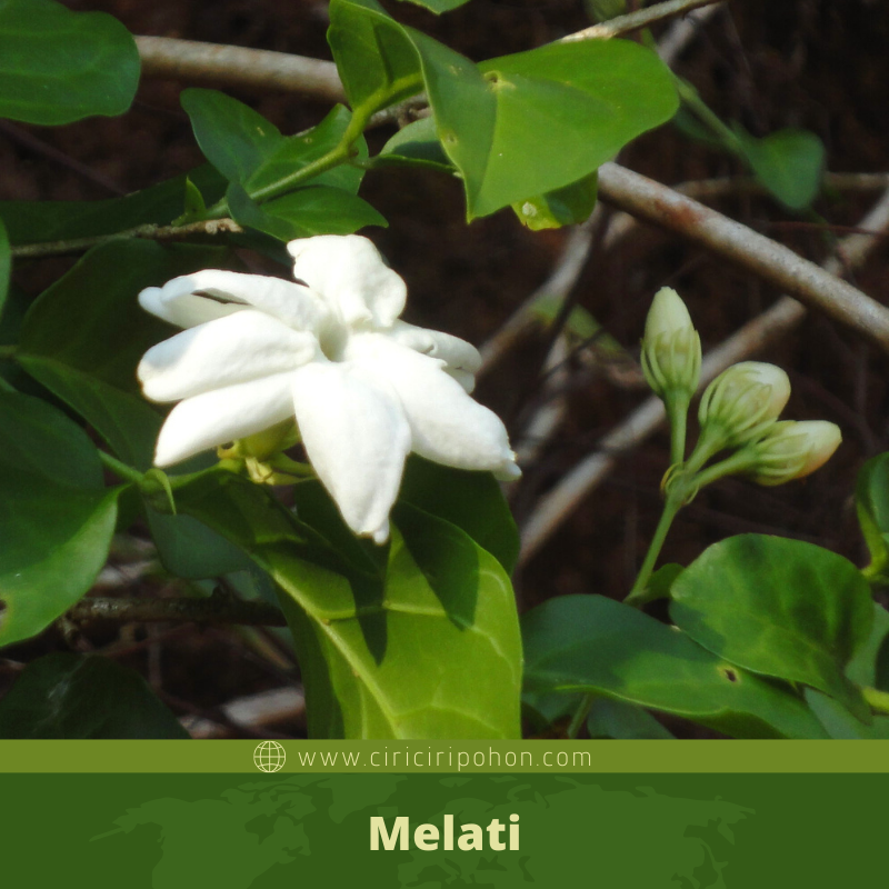 Daftar Tanaman Asli Indonesia Yang Populer Di Luar Negeri ...