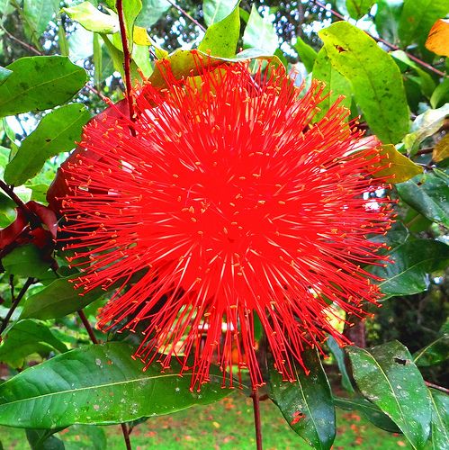 5 Flores Comunes en Venezuela