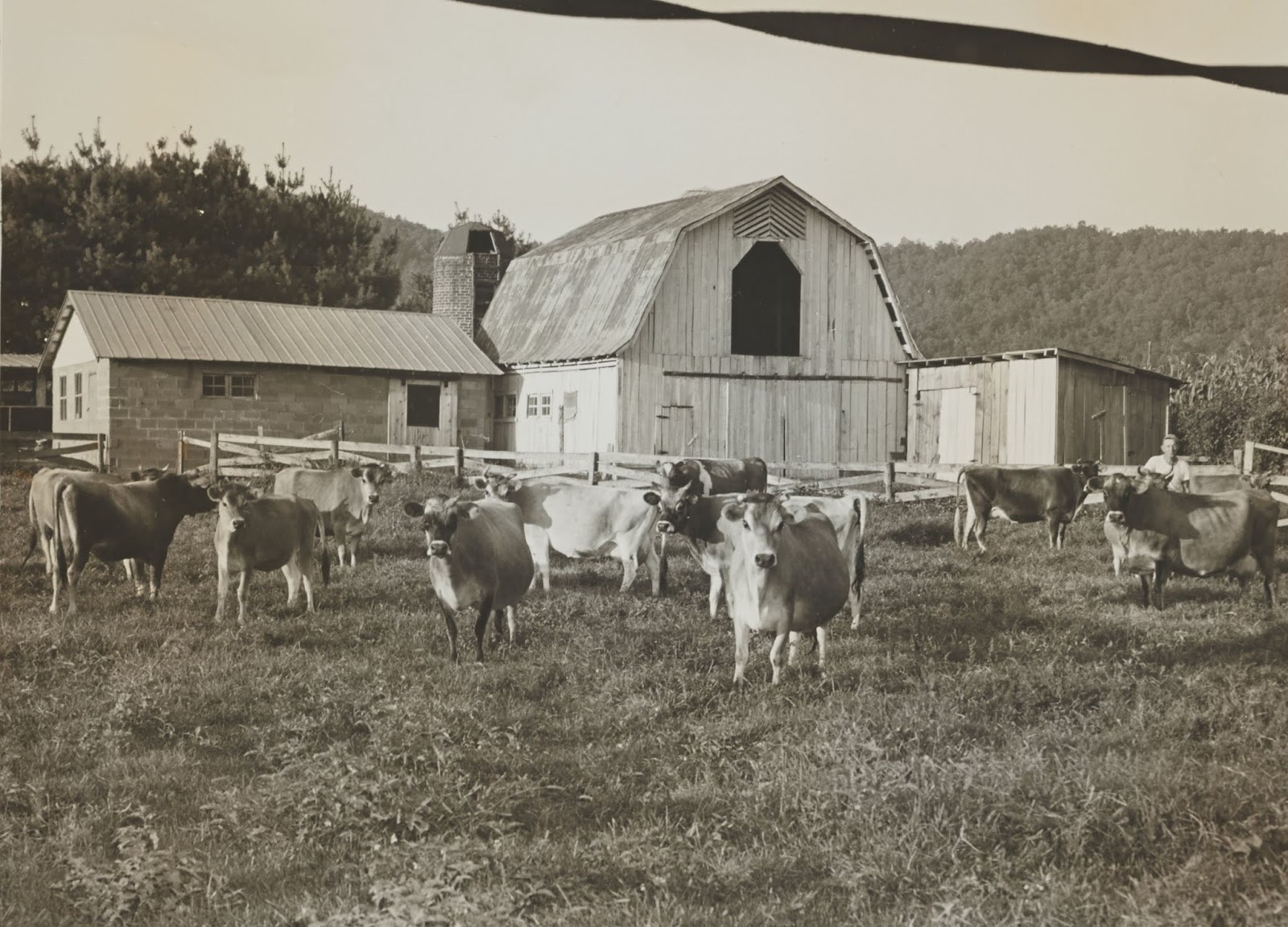 The Rowell Bosse North Carolina Room: Dairy Farming Was Important in ...