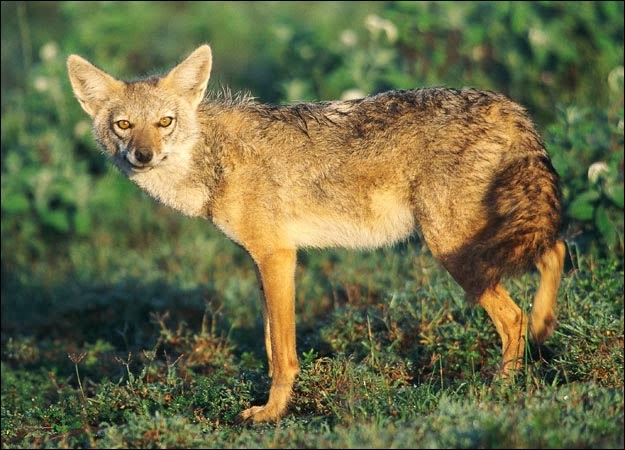 Jackal Animals | Amazing Facts & Latest Pictures | The Wildlife