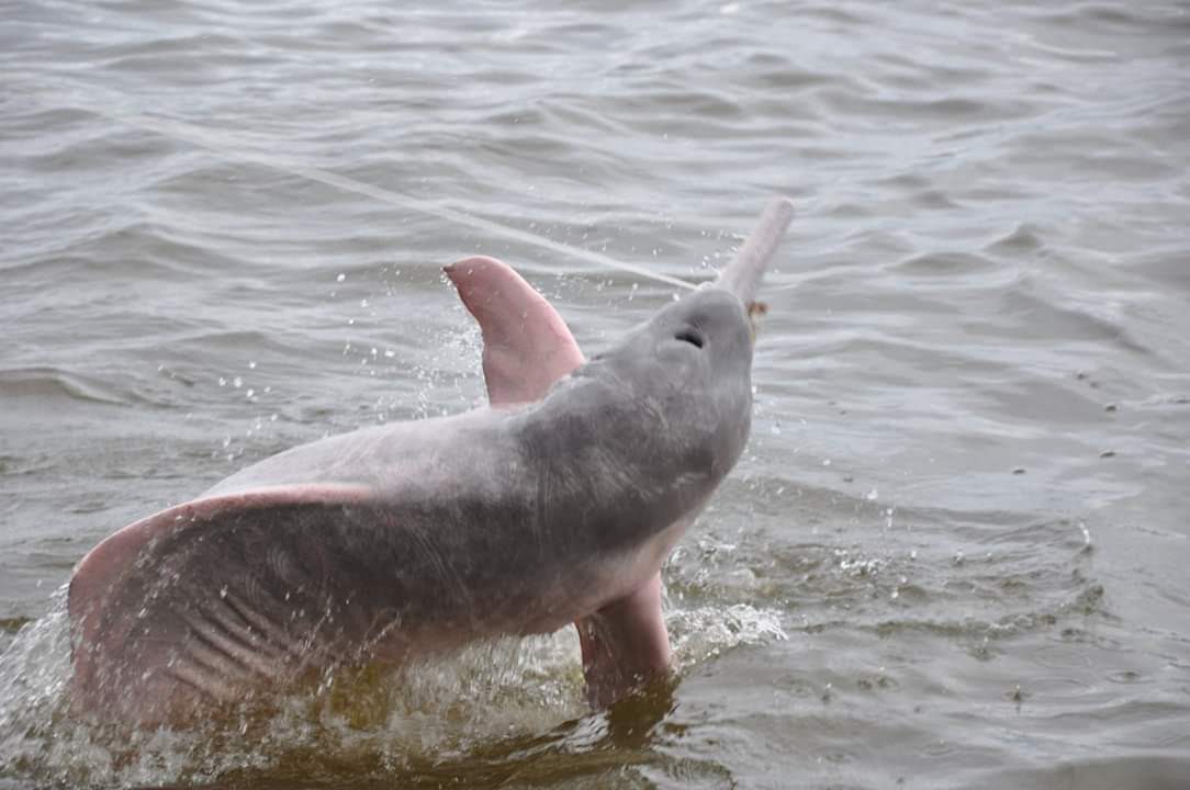 Wildlife, History and Adventure In the Amazon: Amazon river cruise