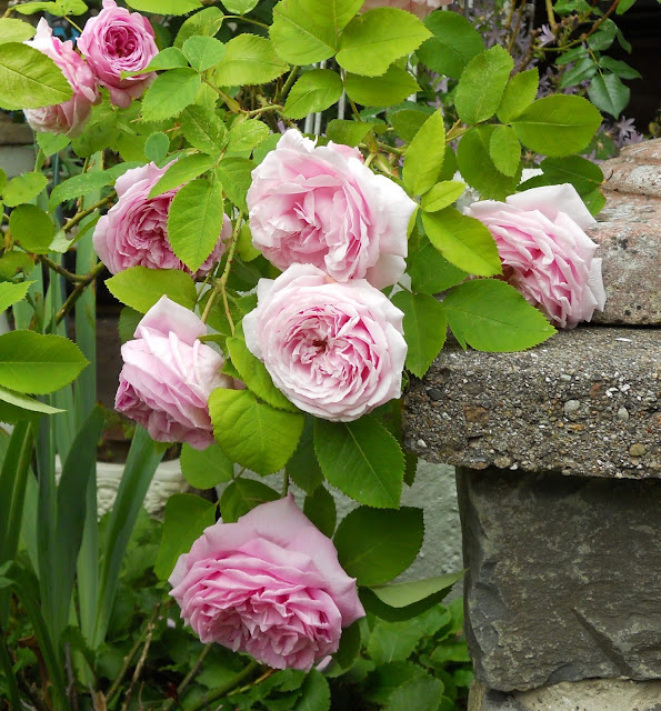 Rosen Eventyret: Champion of the World