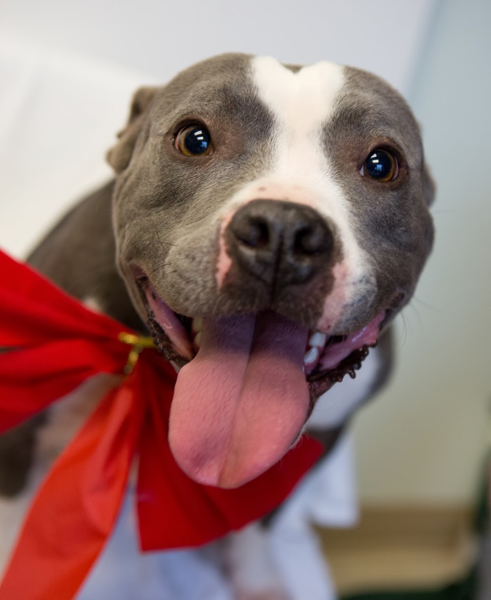 Shelter Dogs of Portland: "DEKUM" happy & goofy young Pitbull