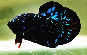 Perbedaan Ikan Cupang Koi Dan Fancy - Cupang Sehat