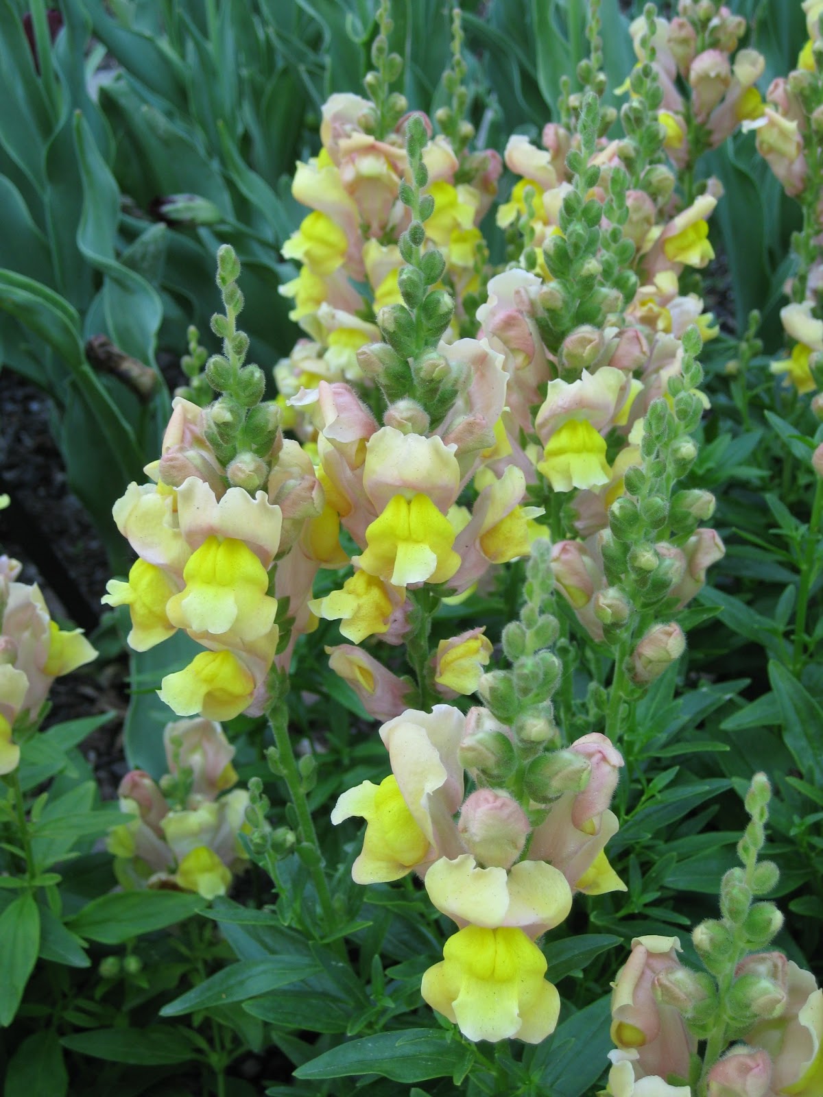 Rotary Botanical Gardens - Hort Blog: The First Sun Returns