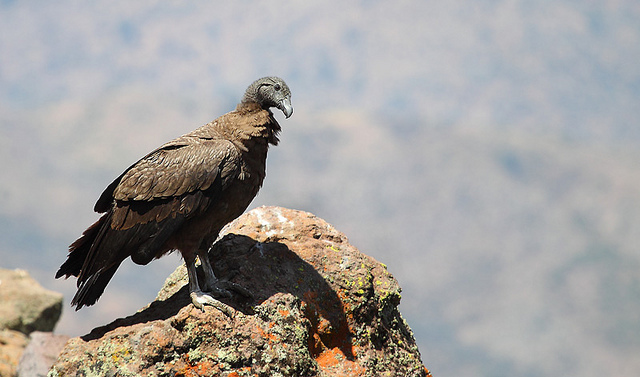 Fauna Patagonia: Cóndor Andino (Vultur Gryphus)