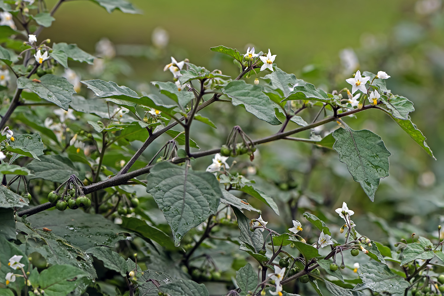 Flores y Paisajes de Asturias : Solanum nigrum