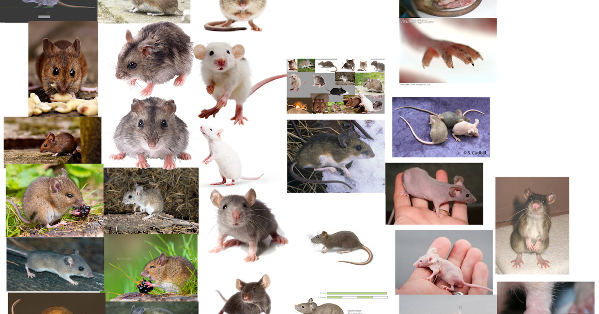 Mouse Trap: Mouse Progress: Moodboard / Reference sheet