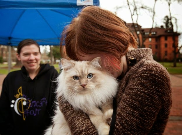 27 Pictures That Prove Cats Are Also Man’s Best Friend - HAFACS
