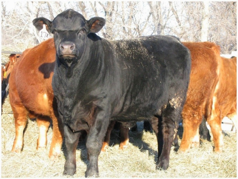 Generalidades de la Ganadería Bovina.: Gelbvieh