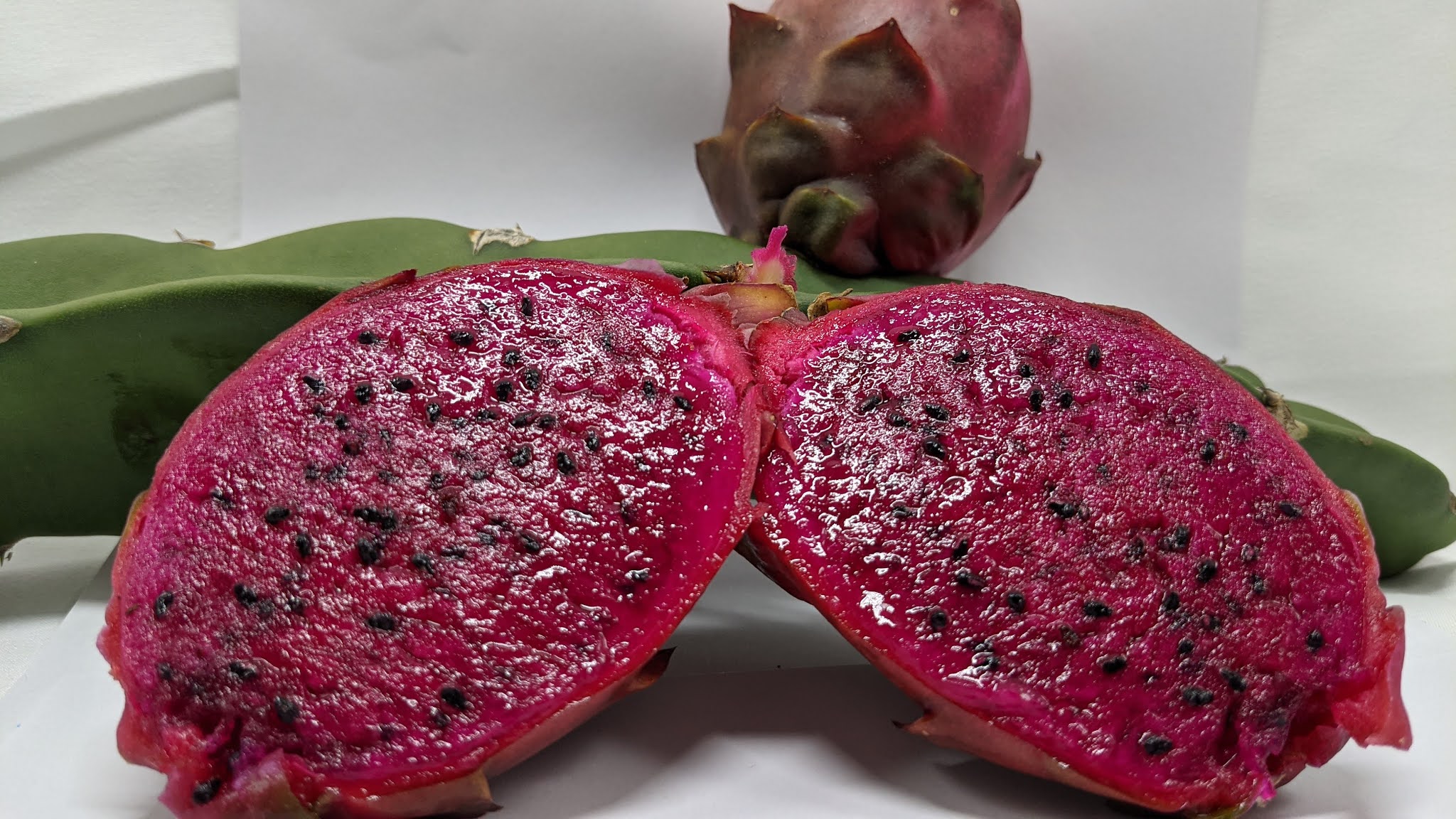 Daleys Fruit Tree Blog: Aerial Roots of Dragon Fruit