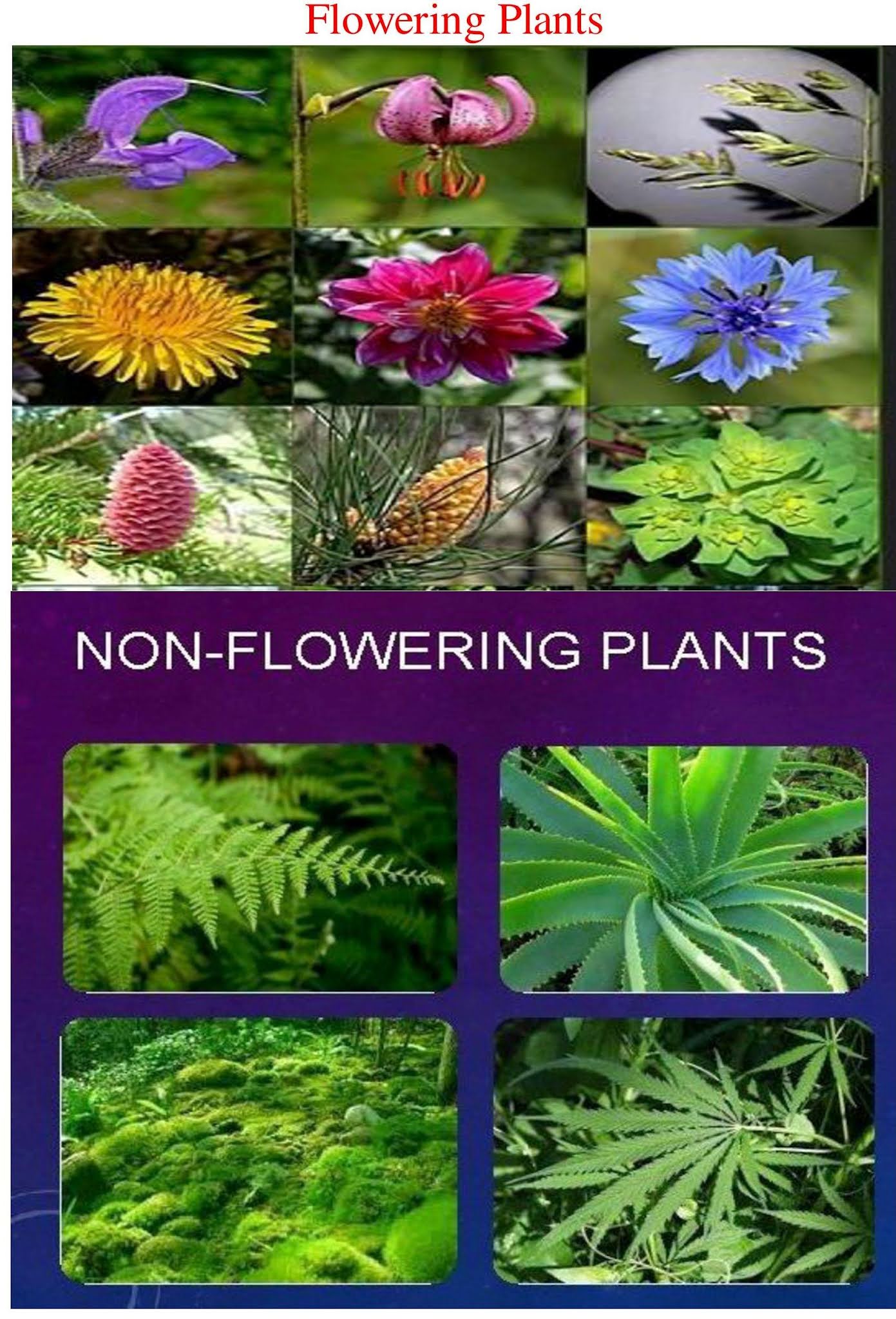 Lesson Plan Of Flowering Non flowering Plants Lesson Plan Coaches lesson-plan-of-flowering-non-flowering-plants-lesson-plan-coaches