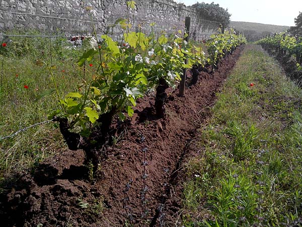 Percheron International: En Immersion Dans La Vigne