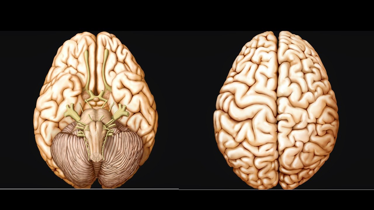 NEUROANATOMIA: ESTRUCTURAS CORTICALES Y SUBCORTICALES | Monitorias ...