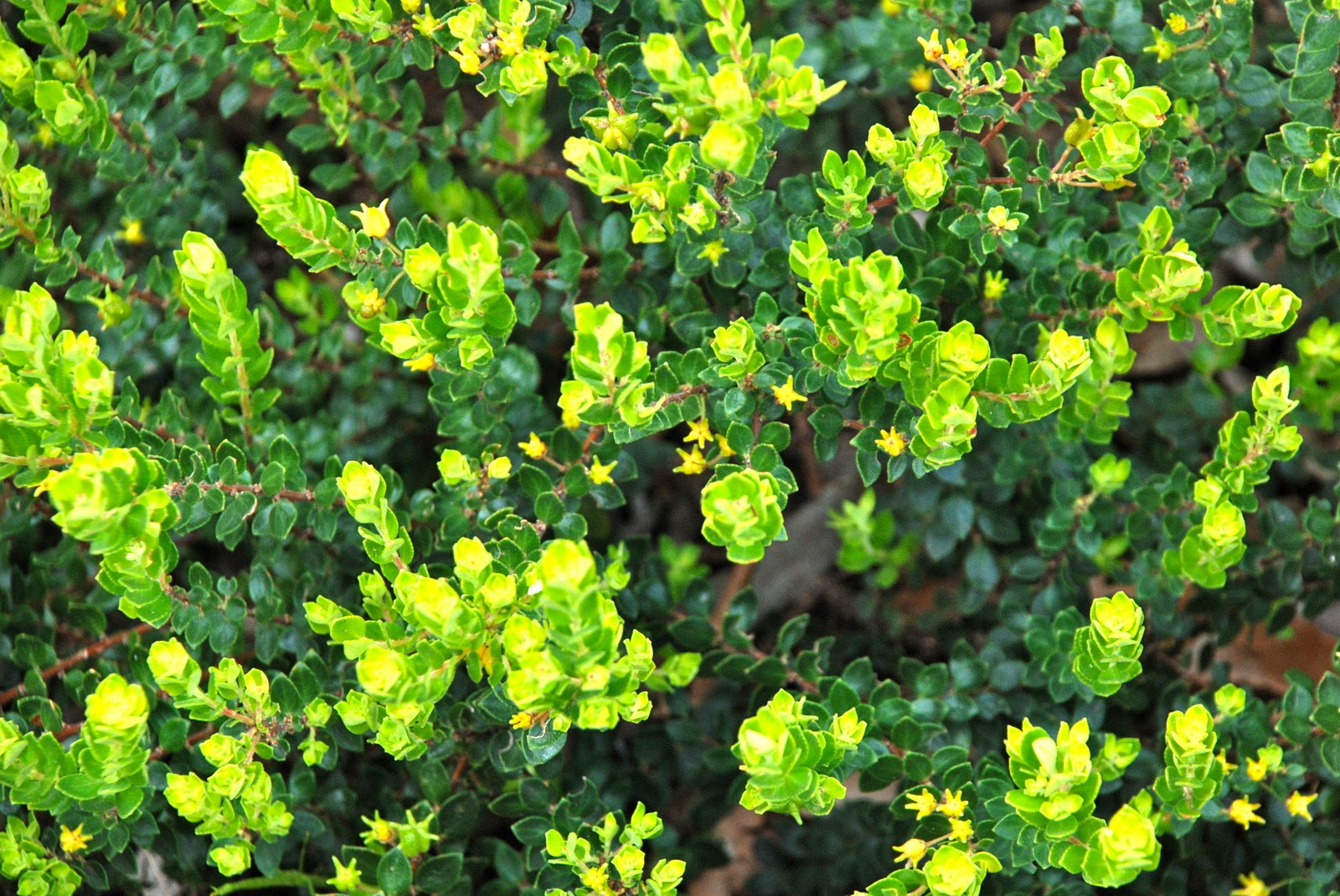 Forever A Pilgrim: South Africa