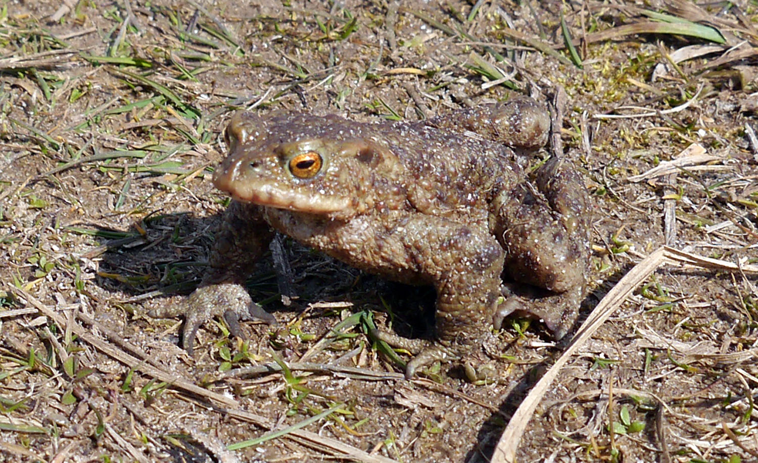 best part of the day: Spring Toads