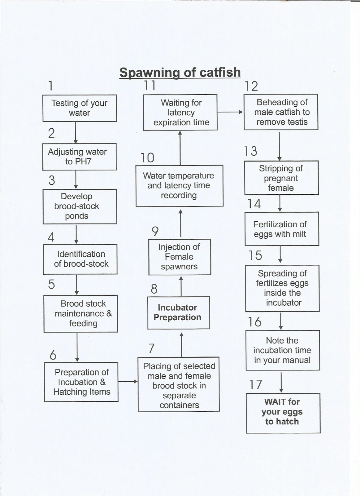 Catfish Success: STEPS TO SUCCESSFULLY SPAWN YOUR CATFISH