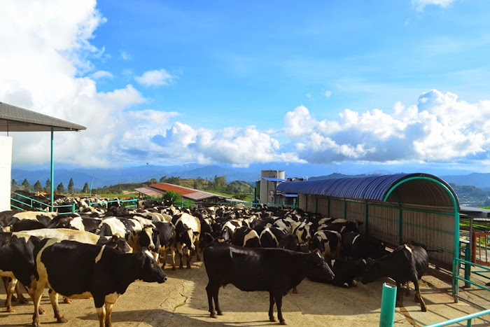 ::Utara Mai::: Sabah trip: Mesilau Dairy Farm / Desa Cattle