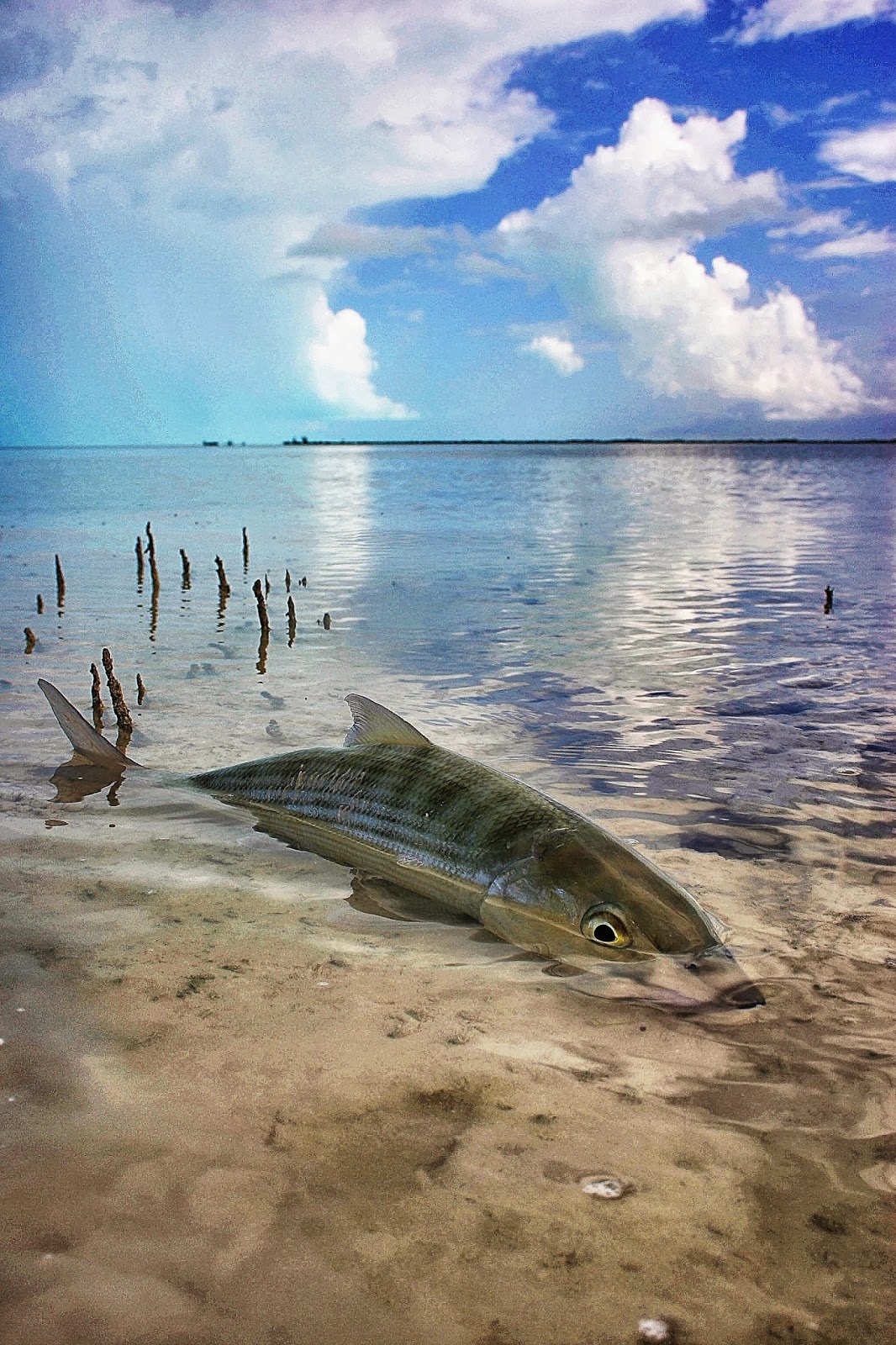 Fly Paper: Bonefish 101: A Few Hints to Improve Your Bonefishing