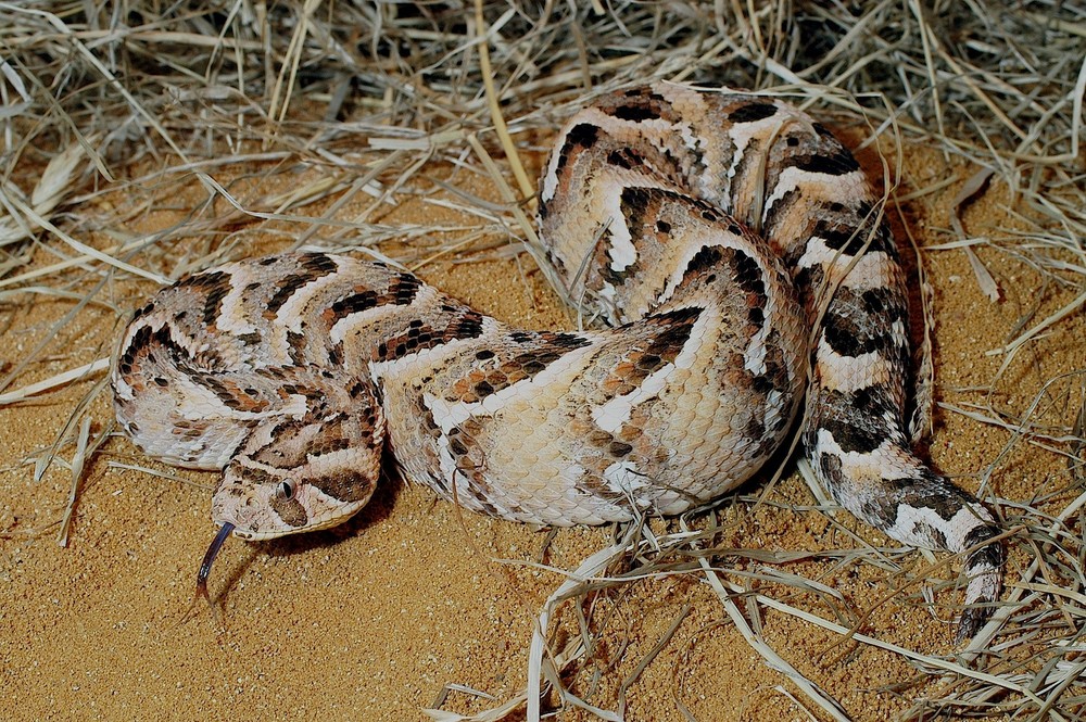 Estudo dos Animais: ANIMAIS-VÍBORA ARÍETE