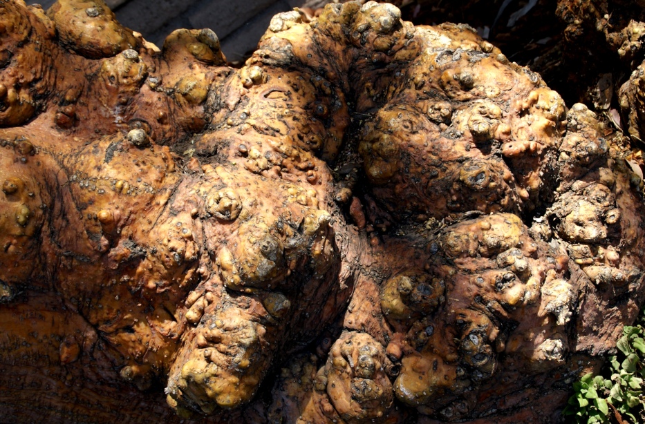 A photo, A thought............: Plant: Tree burls.........