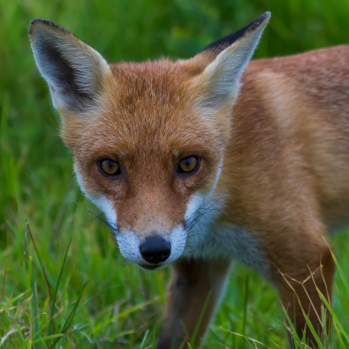 Kay Parkin Birding: Coorong National Park South Australia