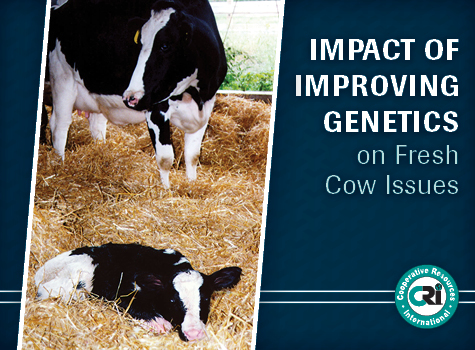 The GENEX Blog: Improving Genetics Impacts Fresh Cow Issues