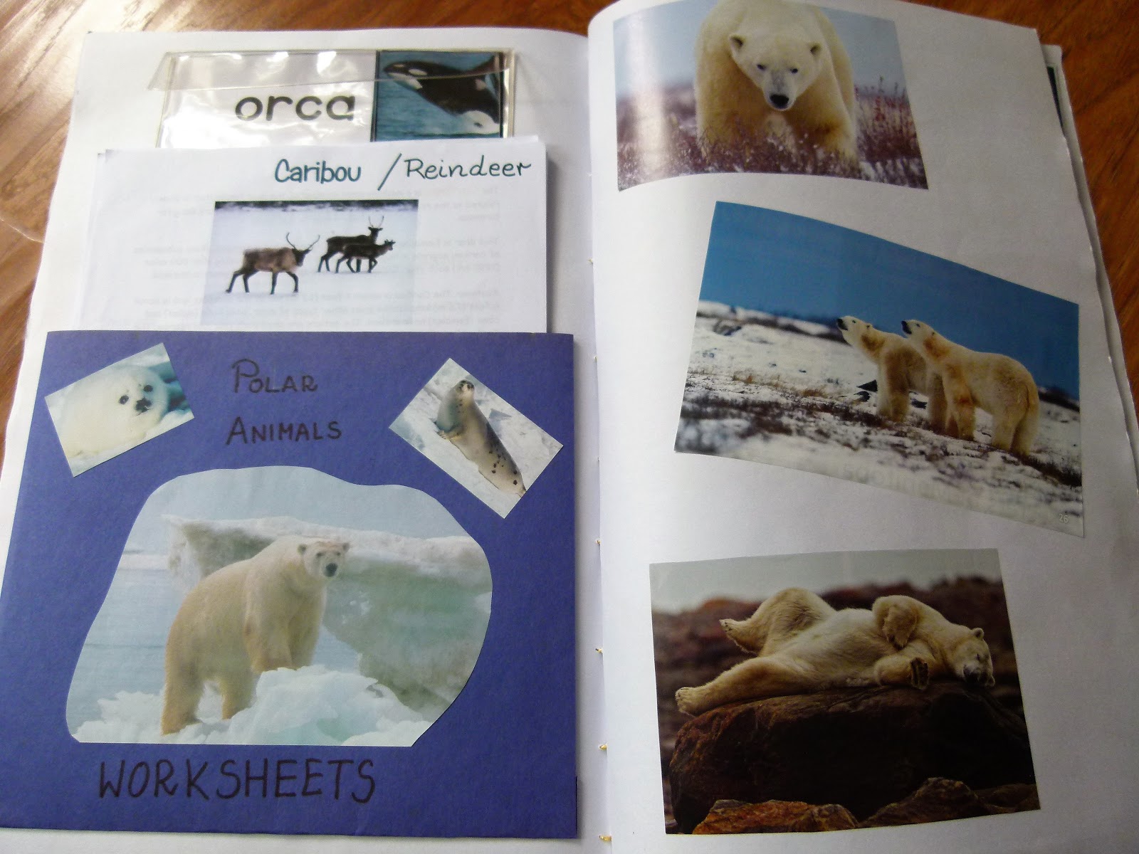 Lapbook: Strefy polarne - Polar regions