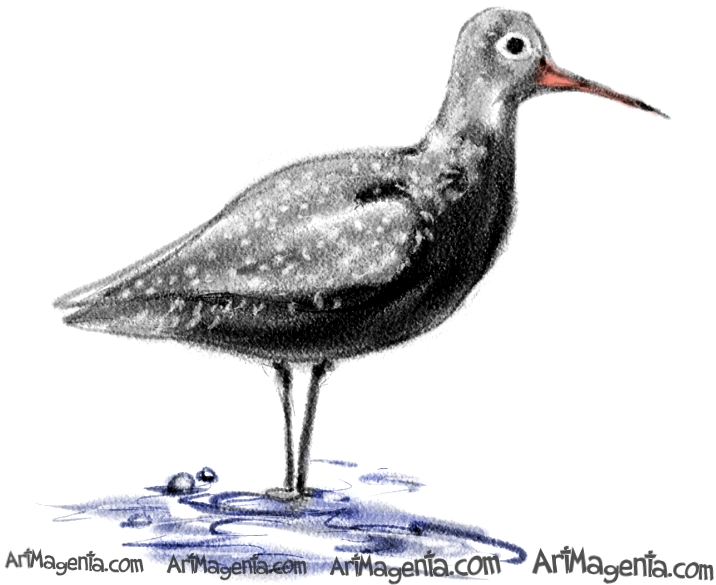 Birds: Waders