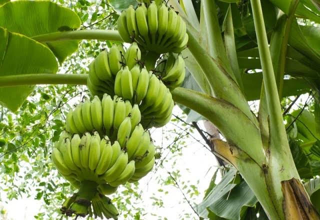 Cara Agar Tandan Pisang Panjang Dan Besar - SUKSES
