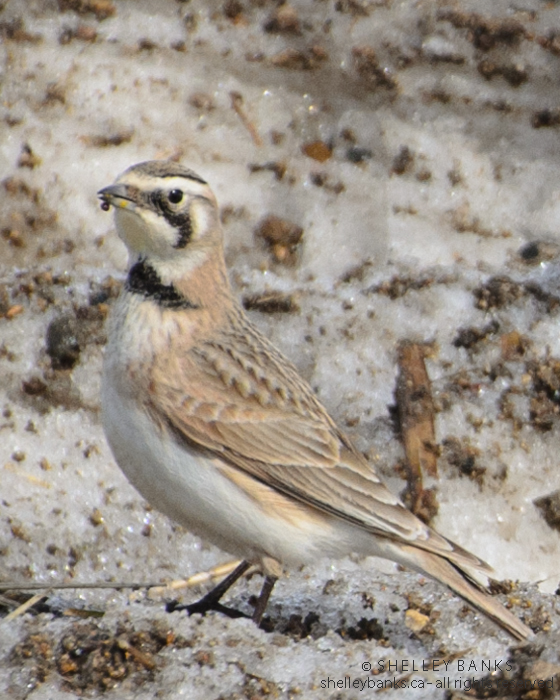 Prairie Nature: Horned Larks Feeding Along Saskatchewan Roads