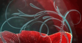 MUJERES DE EXCELENCIA INTERNACIONAL MEI-USA: Ha resucitado!