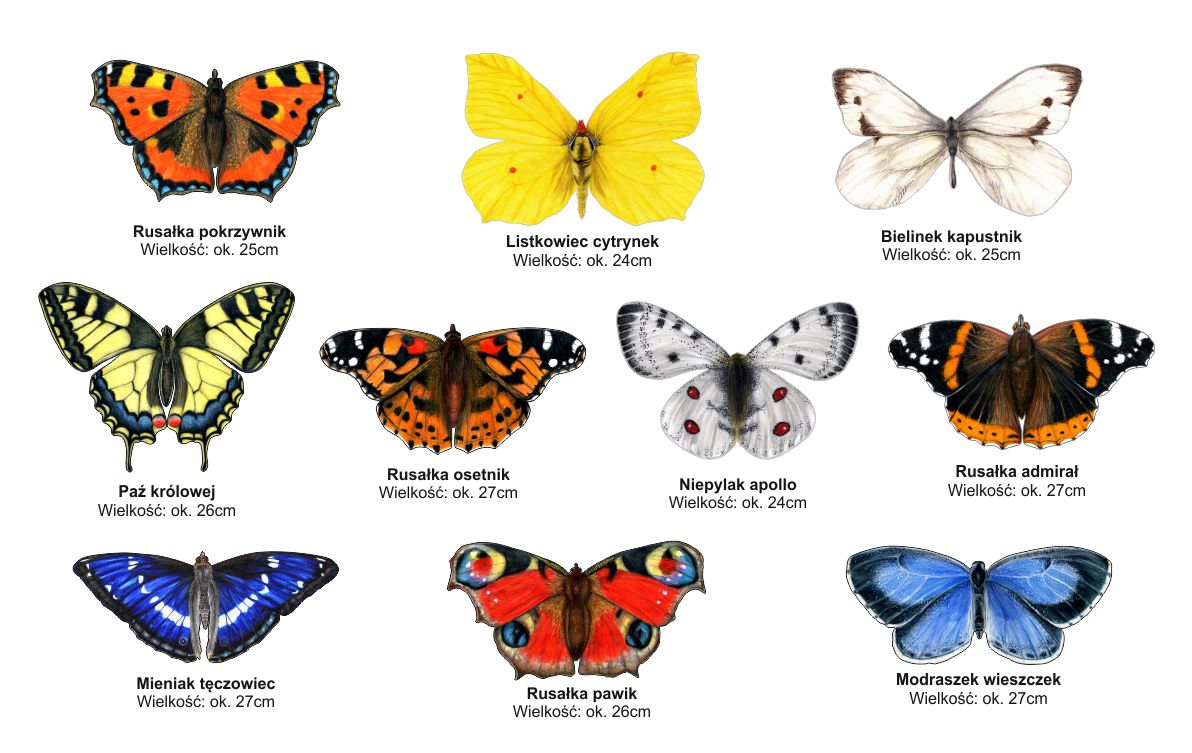 Radosny Przedszkolak 2016-2020: Kolorowe motyle