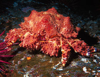 King crab | The Life of Animals