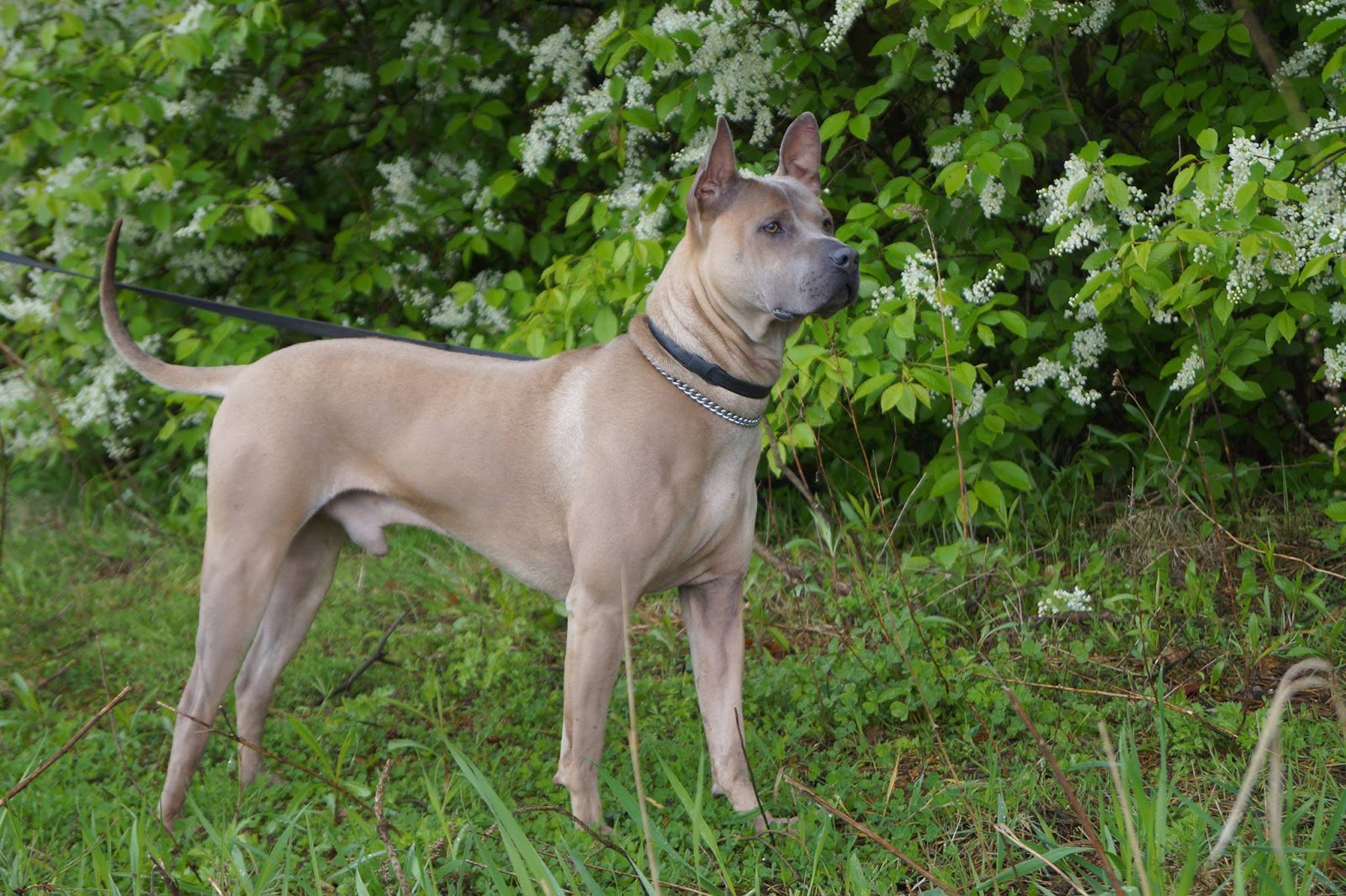 Thai Ridgeback Dog: Volariusowy thai ridgeback dog w kolorze isabel