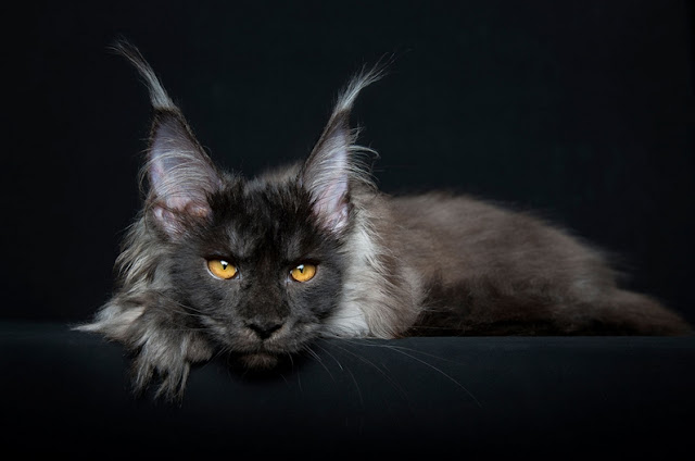 White Wolf : Glorious Photos of Maine Coon Cats Who Look Like Majestic ...