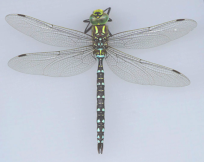 The Dragonfly Whisperer: Sedge Darner at Mount Baker