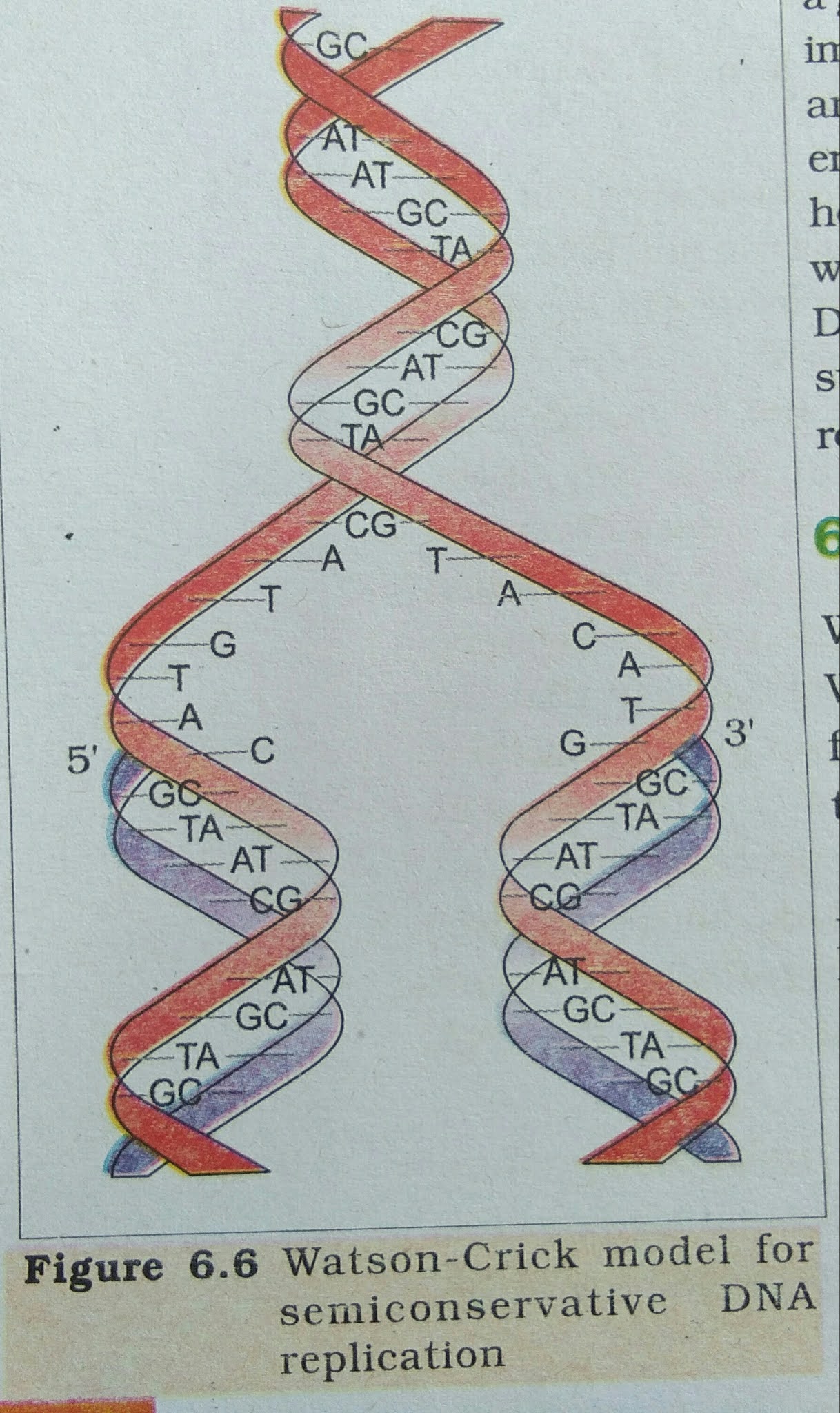 M.M Education: Most important Diagram of biology for class 12th ( cbse ...