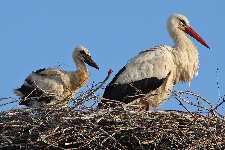FREE BIRDS/ svobodne ptice: ŠTORKLJA