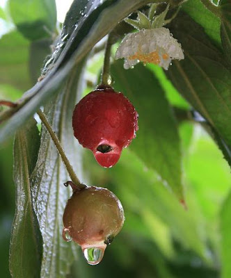 all best of philippines: Tropi Fruity: Littuko, Paho & Mansanitas