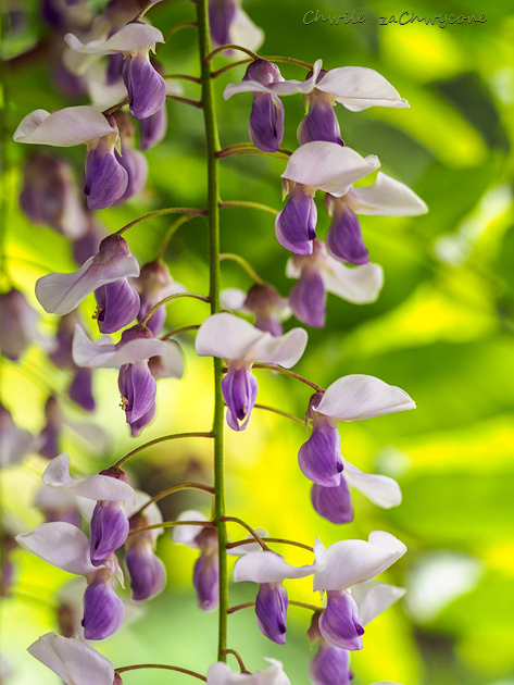 Chwile zaChwycone: Glicynia chińska (Wisteria sinensis)