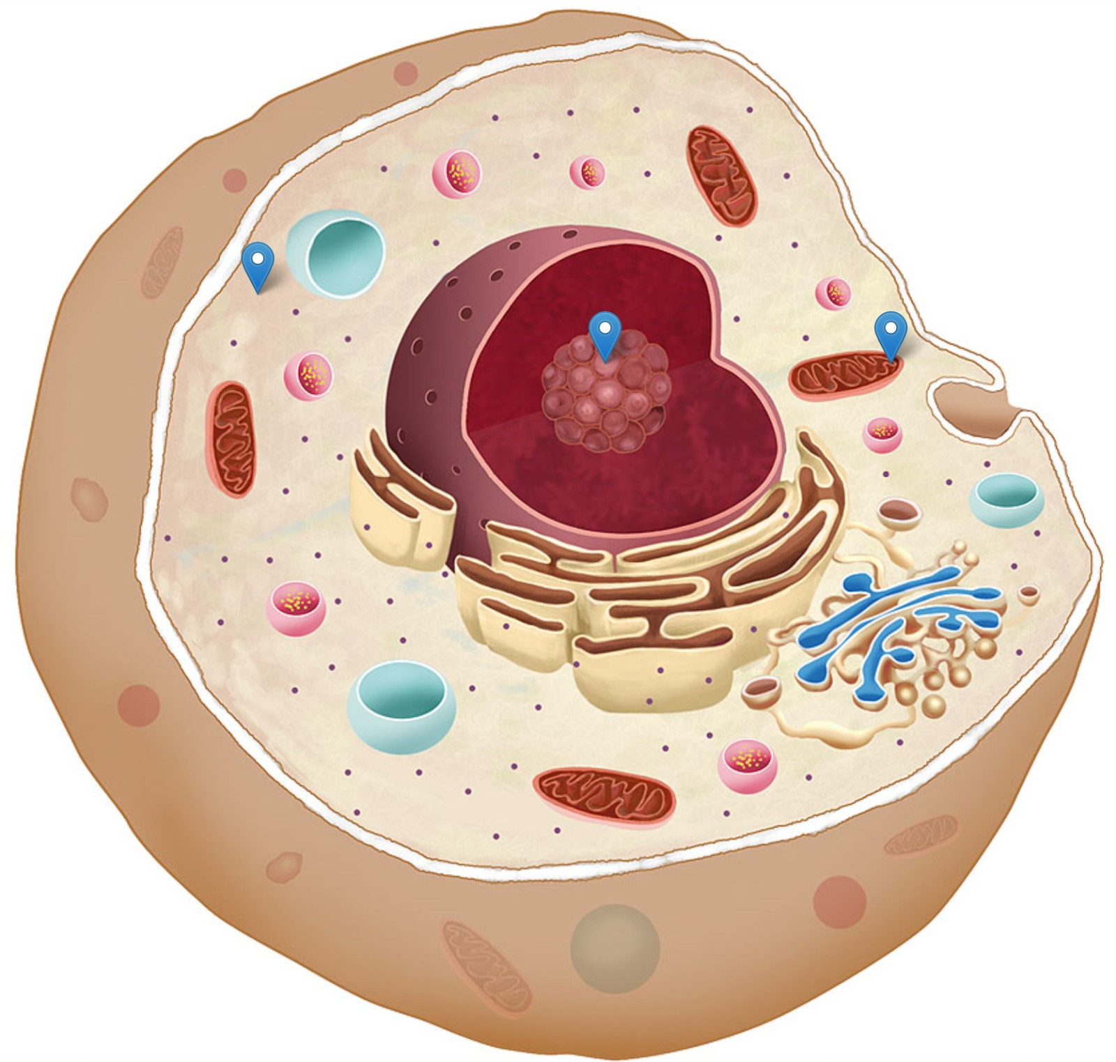 Creando células | El aula de Sarich