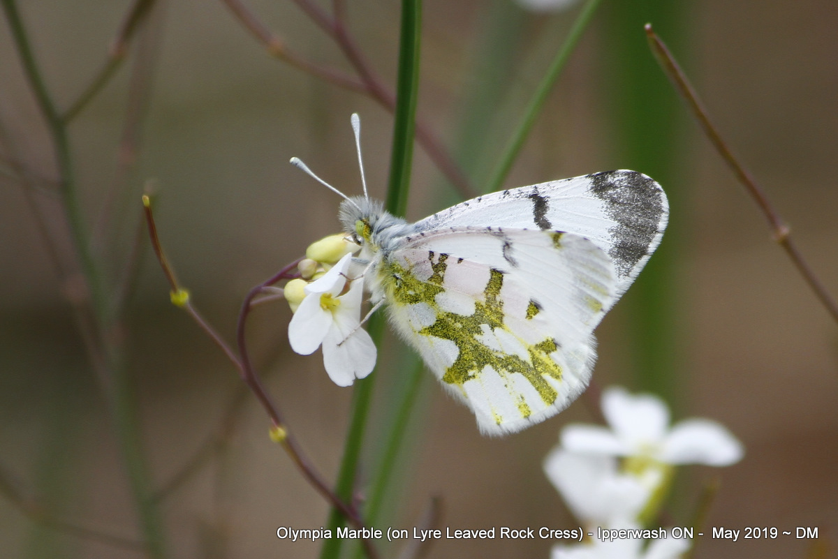 Nerdy for Birdy: Olympia Marble Butterfly, and two Elfin Species @ The ...