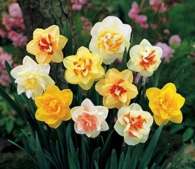 ARTE Y JARDINERÍA : NARCISO. Familia Amaryllidaceae