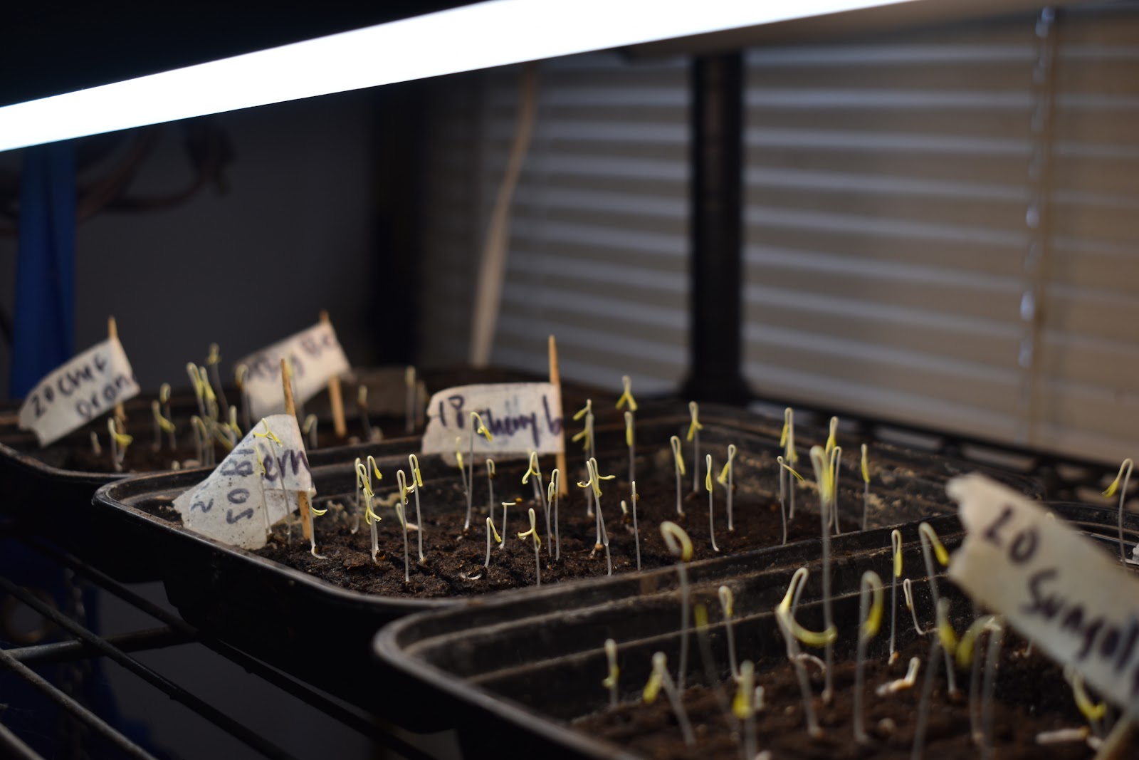 Sow Kindness, Harvest Love: DIY Seed Germination Chamber
