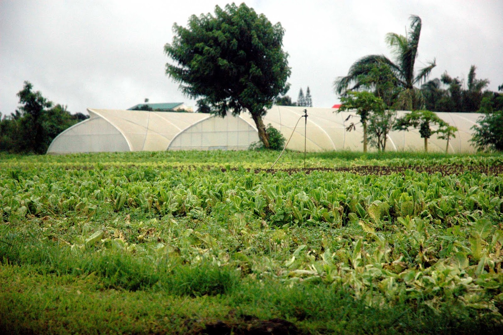 DUDE FOR FOOD: Freshest. Finest. First. A Day at Gourmet Farms...