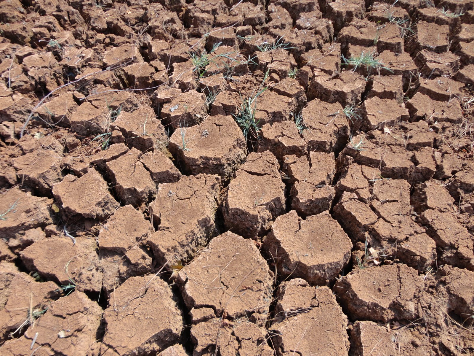 Permaculture Adventures in Texas