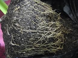 Xtremehorticulture of the Desert: Cause of Dieback in Newly Planted ...