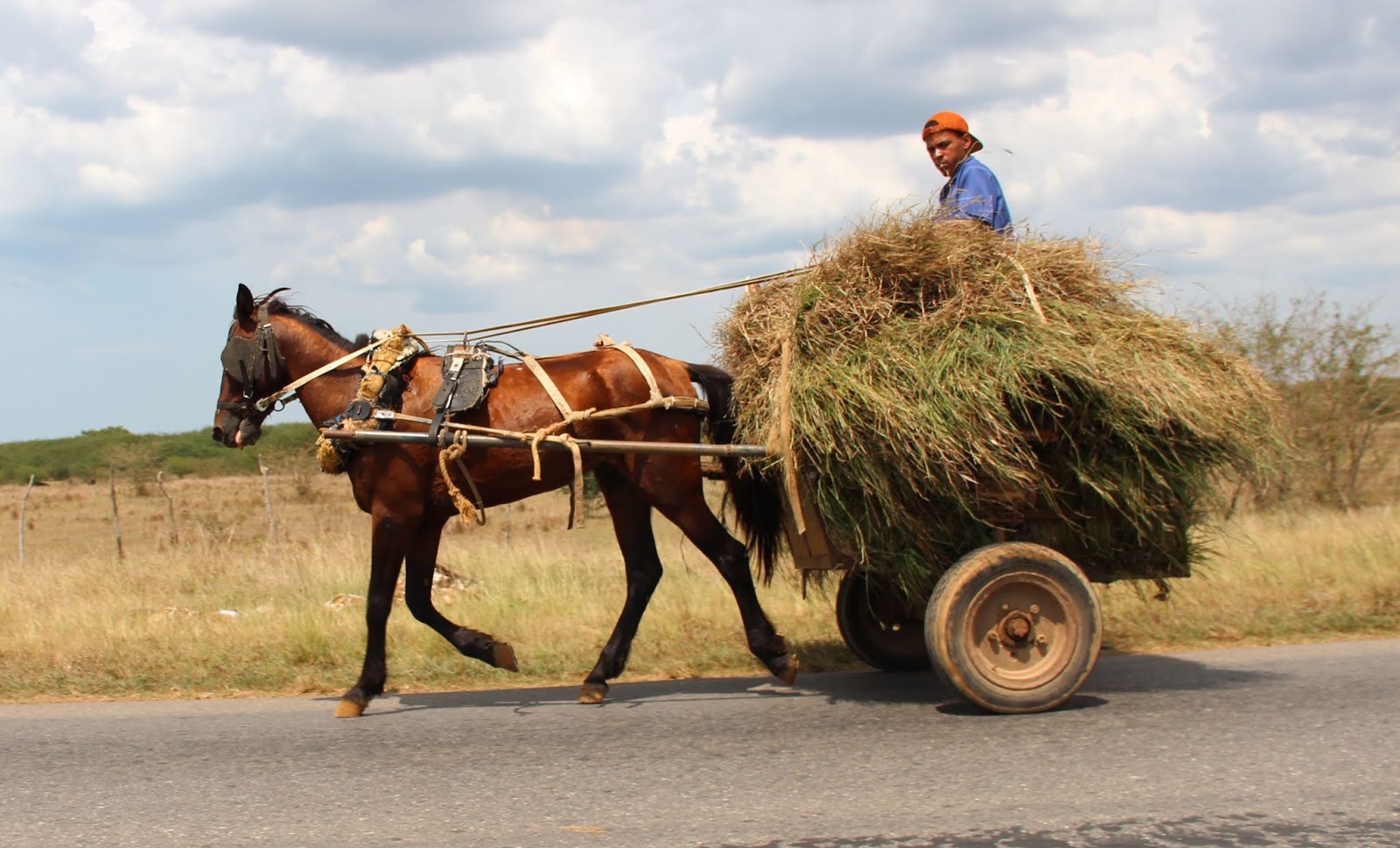 Working Animals this years High Level Political Forum and their role in ...